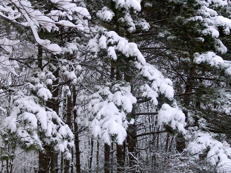 Snow on the Branches of Tall Trees in the Forest. Stock Image - Image ...