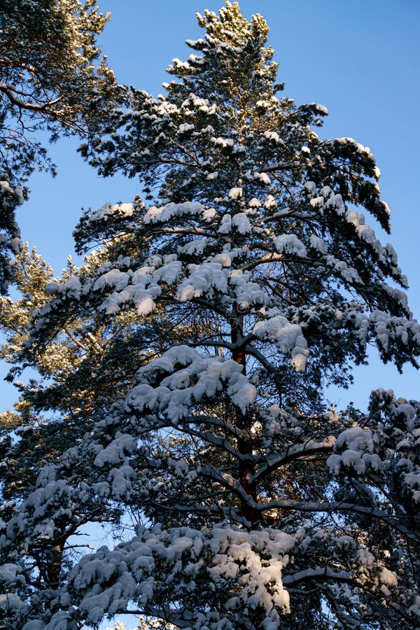 Branches of Trees Covered with White Fluffy Snow Stock Image - Image of ...