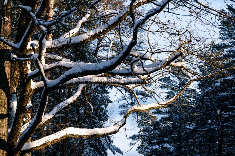 Branches of Trees Covered with White Fluffy Snow Stock Photo - Image of ...