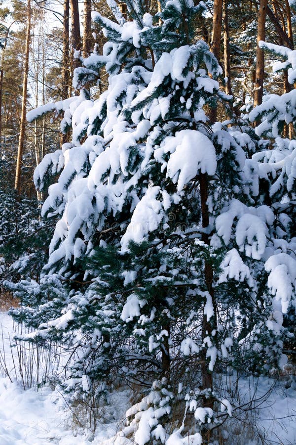 Branches of Trees Covered with White Fluffy Snow Stock Image - Image of ...
