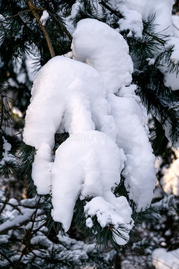 Branches of Trees Covered with White Fluffy Snow Stock Image - Image of ...