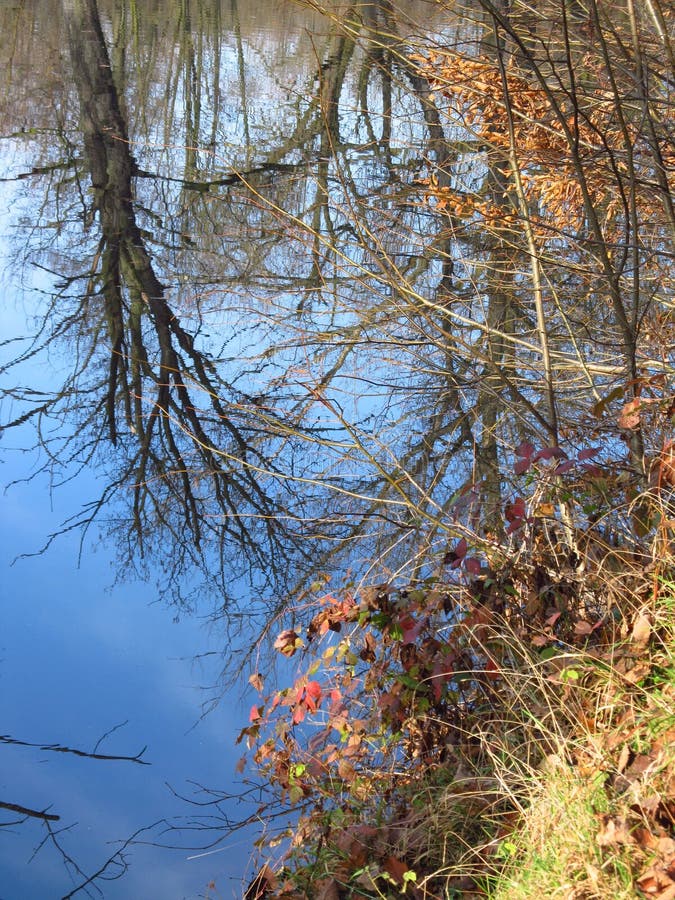 Branches of Trees Everywhere Stock Photo - Image of plant, bare: 47007546