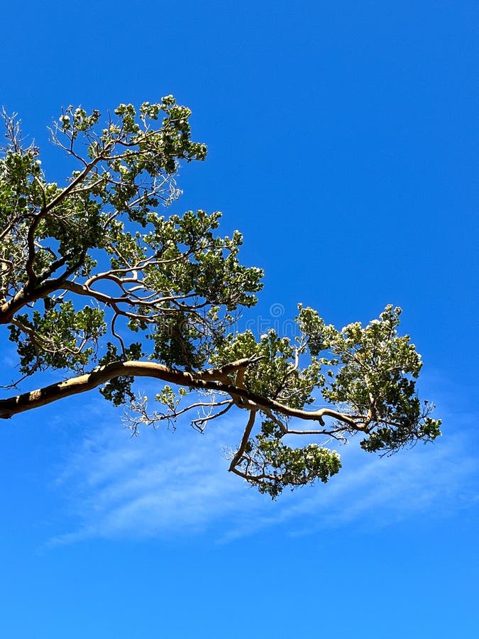 Branches of the Trees in the Forest Stock Image - Image of martin ...
