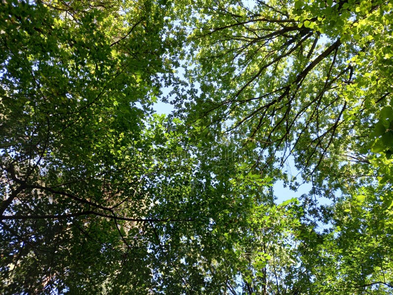 Branches of Trees in Forest Stock Image - Image of growth, perspective ...