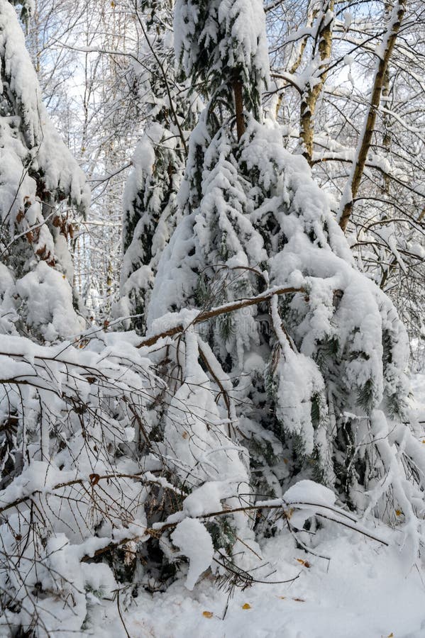 Branches of Trees Full of Snow Stock Photo - Image of forest, scenery ...