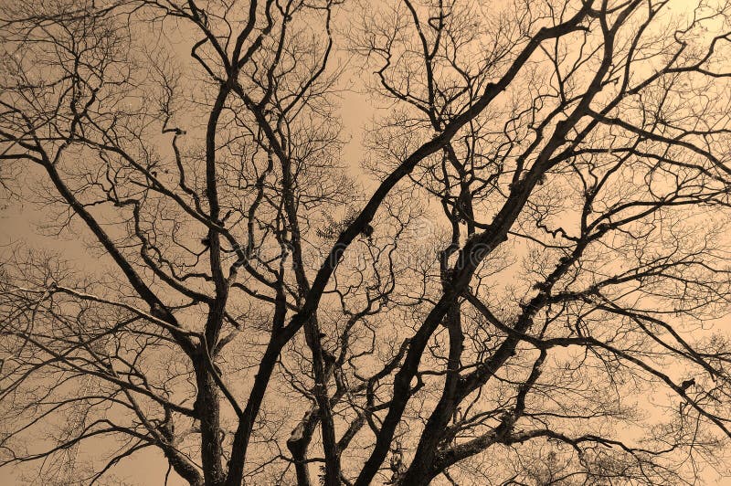 Branches of Trees on Gray Background Stock Image - Image of forest ...