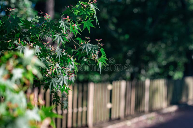 Branches of the Trees Growing Over the Wooden Fence Stock Photo - Image ...