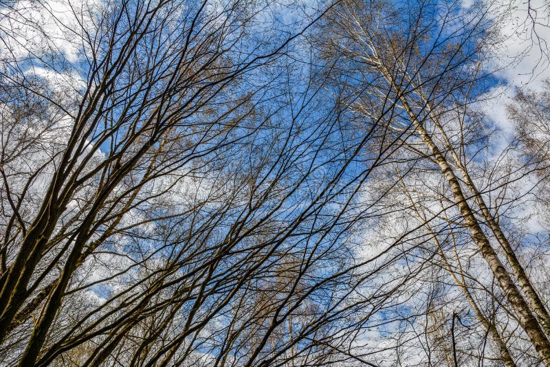 He Branches of Trees without Leaves Against the Sky Stock Image - Image ...