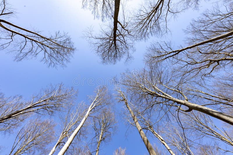 Branches of Trees without Leaves. Canopy of Deciduous and Coniferous ...