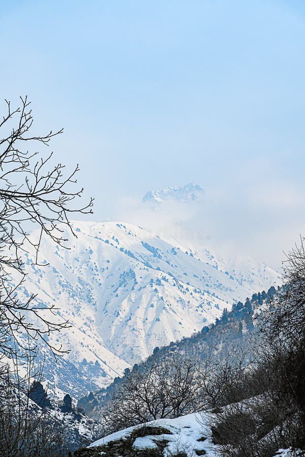 Branches of Trees without Leaves, with Spring Swelling Buds of Frame in ...