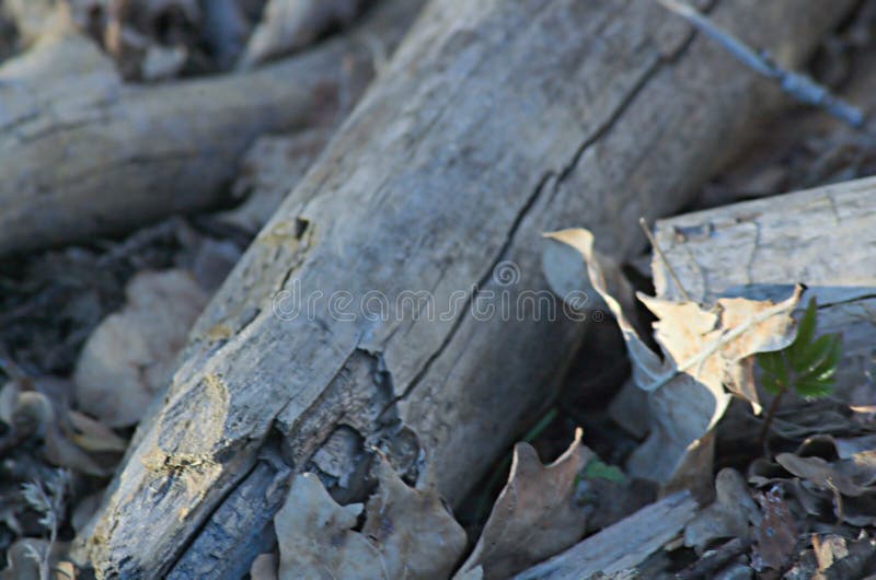 Branches of Trees Lying on the Ground in the Forest Stock Photo - Image ...