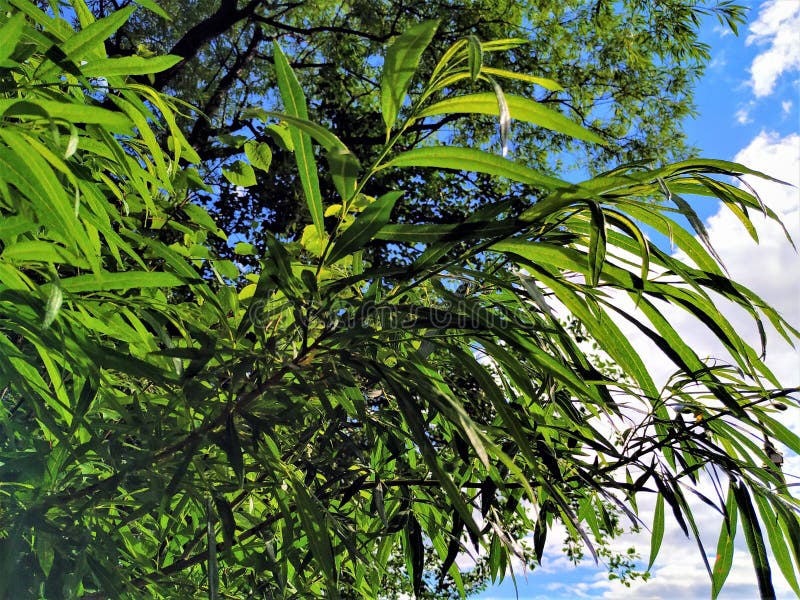 Branches of Trees with Narrow, Long Leaves on the Background of the Sun ...