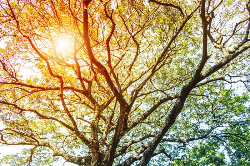 Branches of trees stock image. Image of global, plant - 75178735