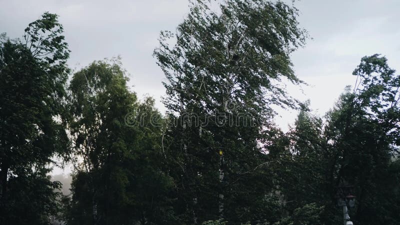 The Branches of the Trees in the Park Bend Strongly Under the Strong ...