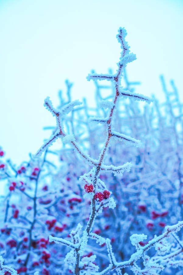 Branches of Trees and Red Berries Covered with Snow in Frost at Stock ...