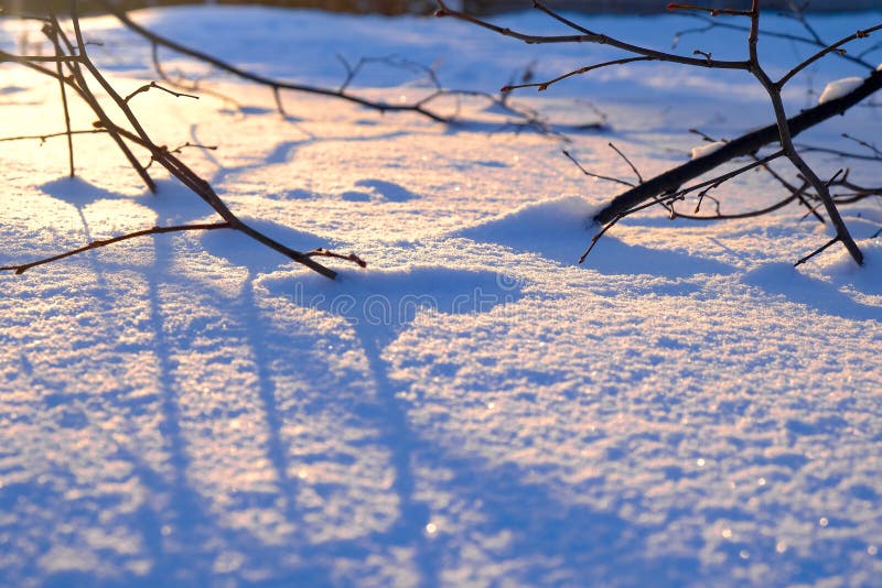 Branches in the Snow at Dawn Stock Image - Image of view, forest: 108866867