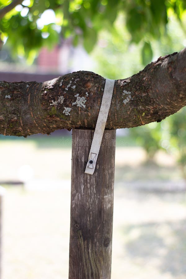 The Branches of the Trees Support the Special Sticks. Support the ...