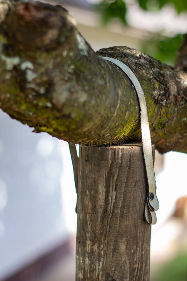 Sticks at Tree Roots stock image. Image of nature, pile - 245009729