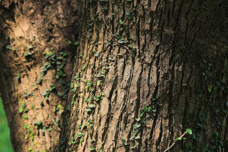 A Branches and Trees. Travel in Nature. Stock Image - Image of grass ...