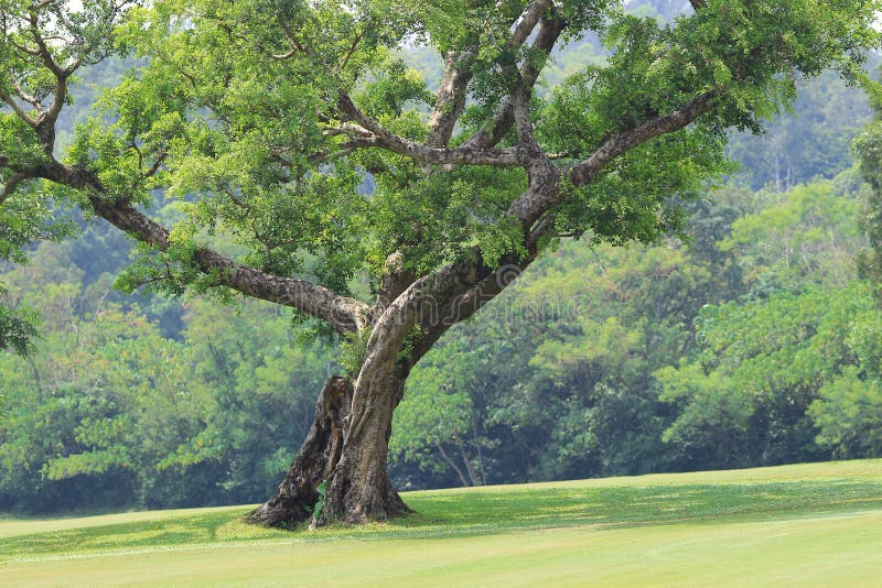 A Branches and Trees. Travel in Nature. Stock Photo - Image of path ...