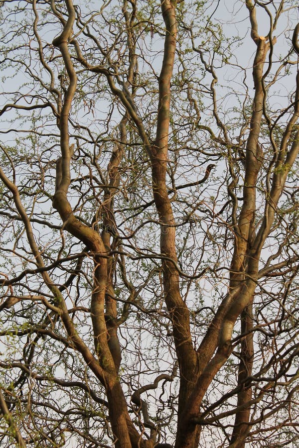 Branches of trees stock image. Image of nature, background - 30800345