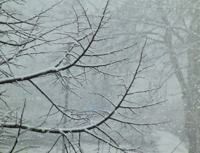 Branches of Trees Under Falling Snow in Winter, Background. Stock Photo ...