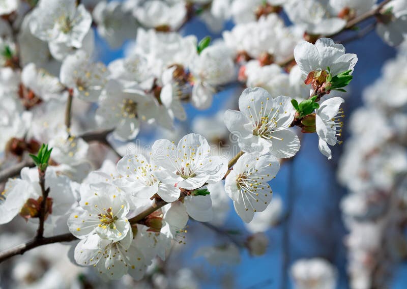 Branches of Trees with White Blossoms Stock Photo - Image of green ...
