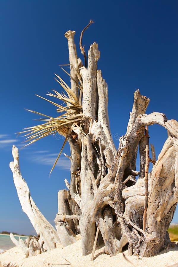 Branches on tropical beach stock image. Image of dune - 13543137