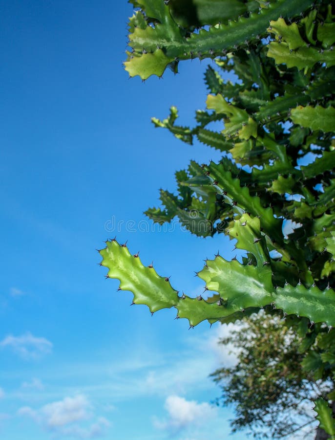 Branches of a Tropical Cactus Stock Image - Image of minimal, color ...