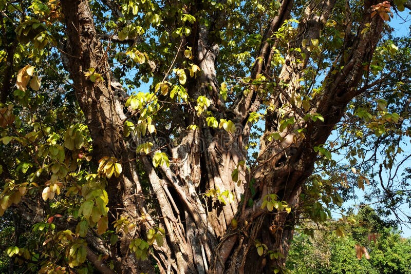 The Branches of a Tropical Tree. Leaves on the Branches Stock Image ...