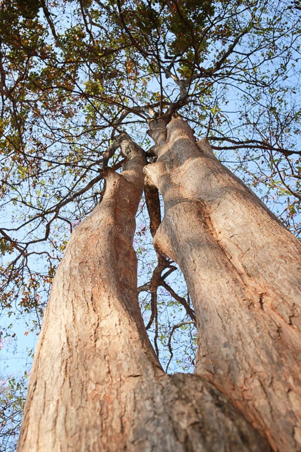 Branches of Tropical Trees in the Forest. Stock Photo - Image of spring ...