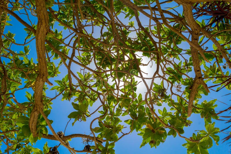 Branches of Tropical Trees with Green Leafs in Front of Bright S Stock ...