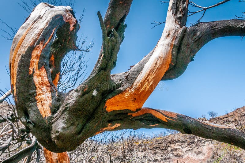 Burned tree stock image. Image of mountain, nature, island - 125667681