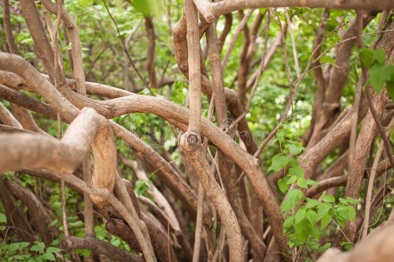 Branches and Trunks of an Old Lilac Bush Stock Photo - Image of flora ...