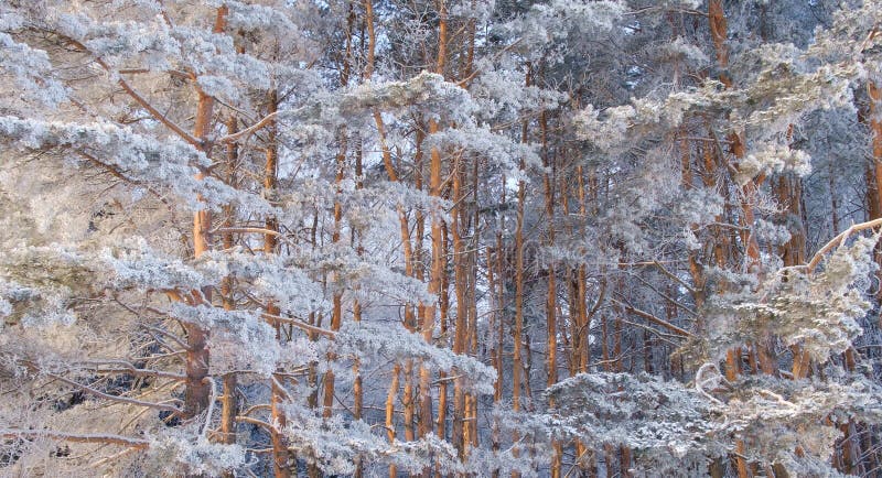 Branches and Trunks of Pine Trees Covered with Frost in Cold Winter ...