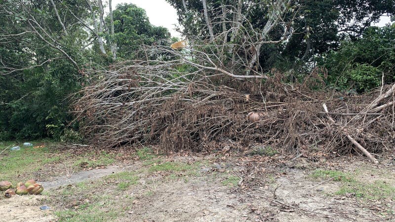 The Branches and Twigs of an Old Tree Stock Illustration - Illustration ...