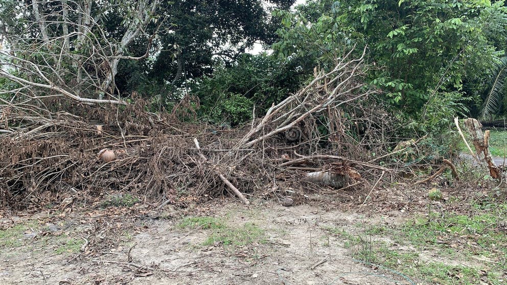 The Branches and Twigs of an Old Tree Stock Image - Image of background ...