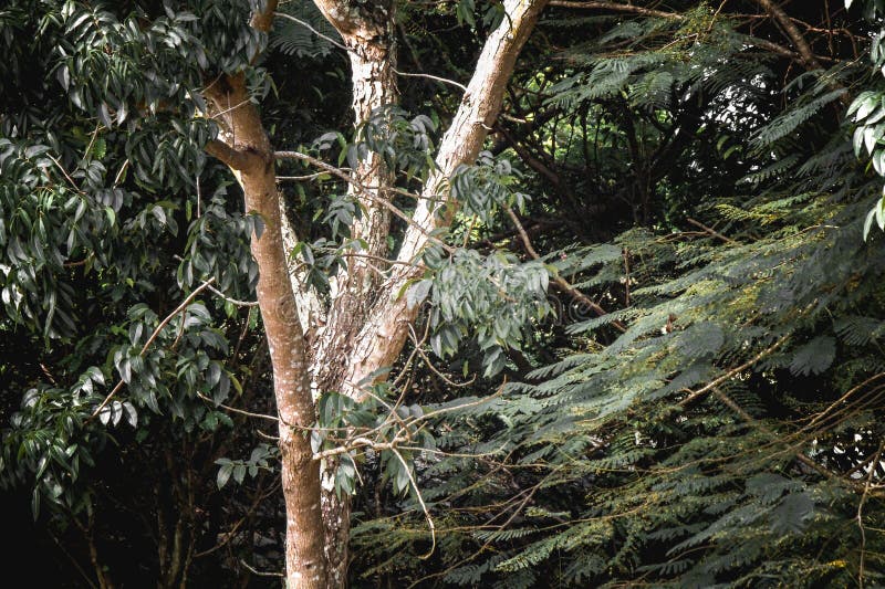 Branches and Twigs of Shady Tree Stock Photo - Image of landscape ...