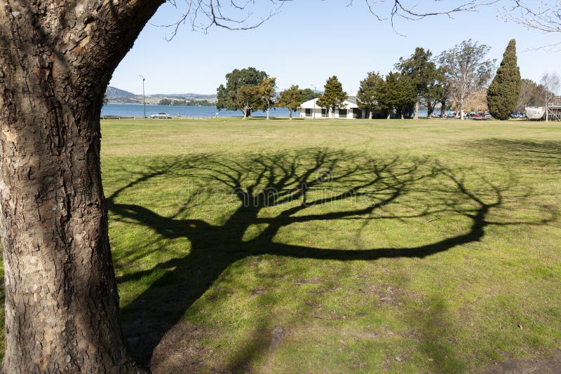 Branches and Twigs of Tree Form Shadow Pattern on Lawn Stock Image ...