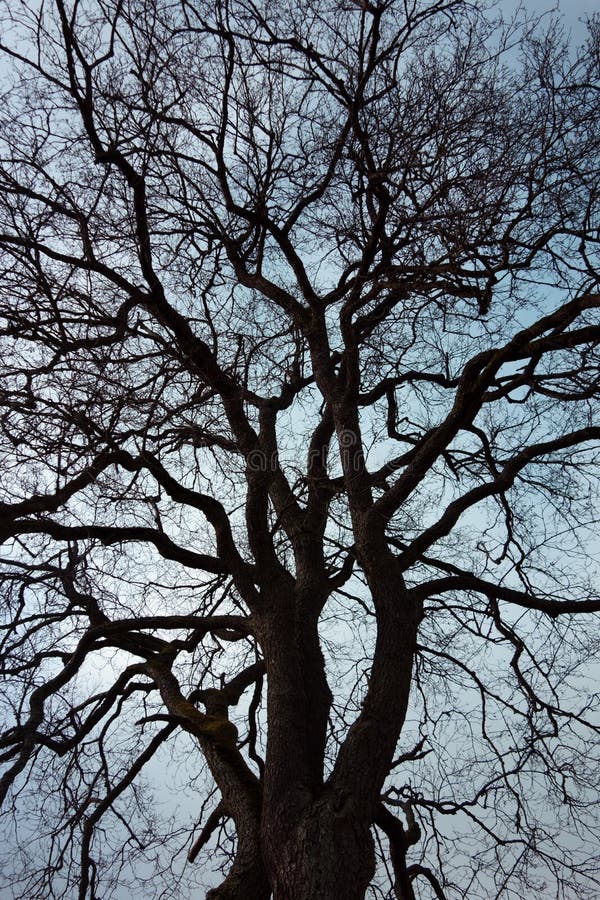 Branches and Twigs, Tree Top Against the Sky, Vertical Stock Photo ...