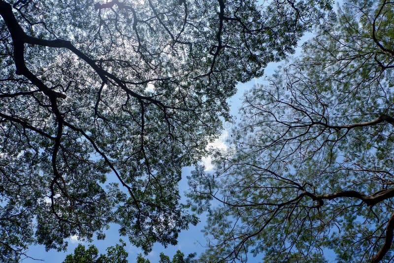 Branches of two big trees stock image. Image of nature - 87081657