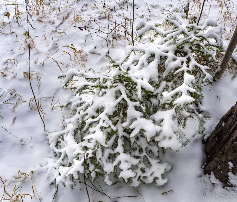 The Branches of Two Small Fir Trees and the Snow on Them Create an ...