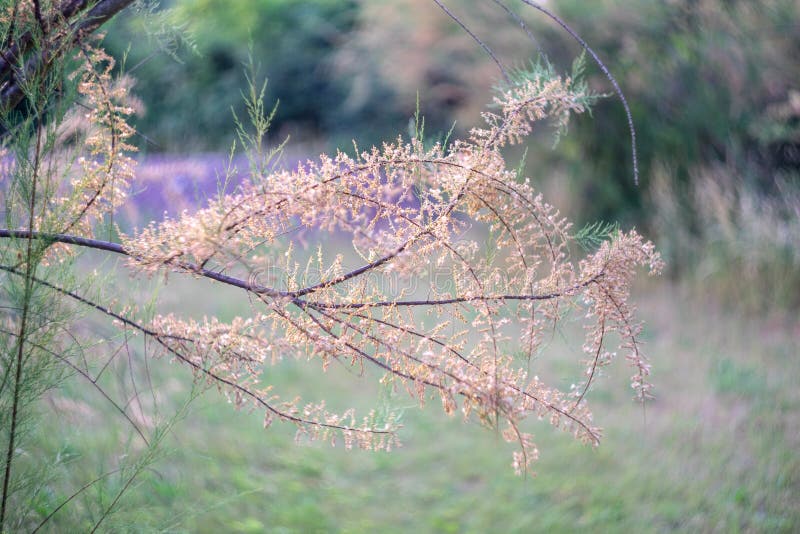 Blooming Tamarix stock photo. Image of garden, botanical - 158733054