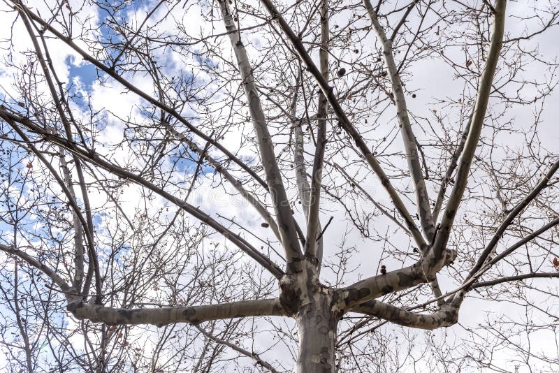 Branches of Various Deciduous Trees in Winter with Angular Shapes and a ...