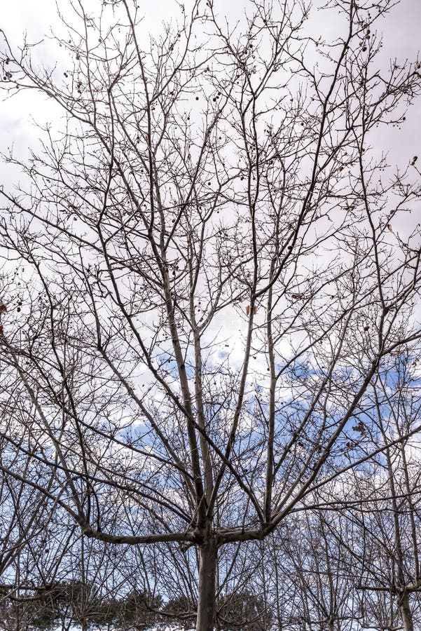 Branches of Various Deciduous Trees in Winter and a Sk Stock Photo ...
