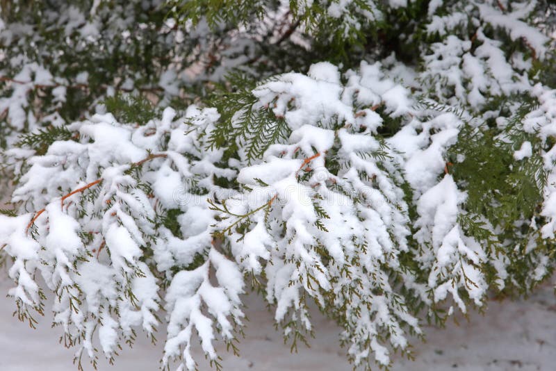 Branches of a Virgin Juniper Bush Covered with Fresh Fluff of Snow ...