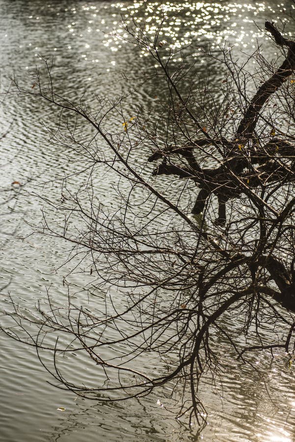Branches and water stock photo. Image of branches, lake - 109339424