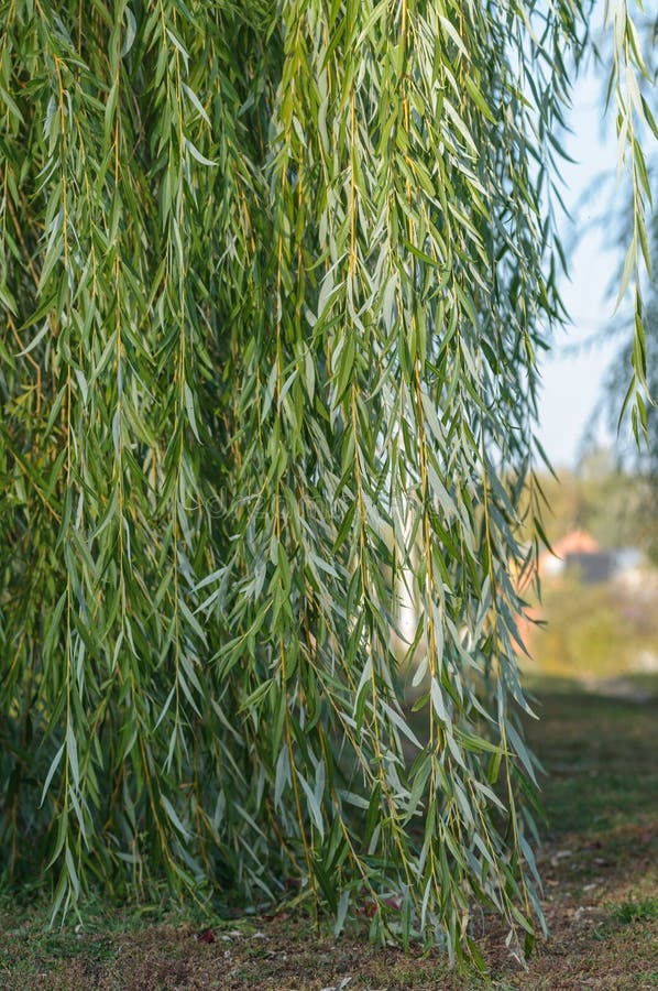 The Branches of the Weeping Willow Stock Photo - Image of scene ...