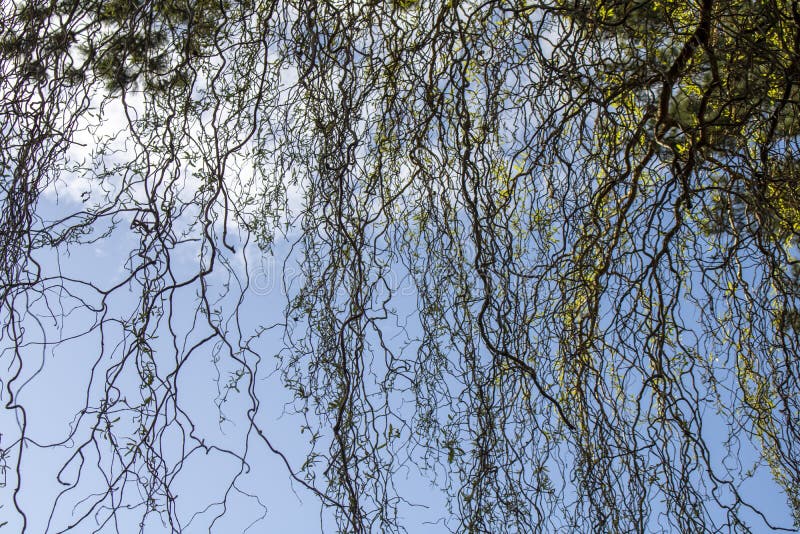 Branches of a Weeping Willow Stock Photo - Image of branch, park: 176061710