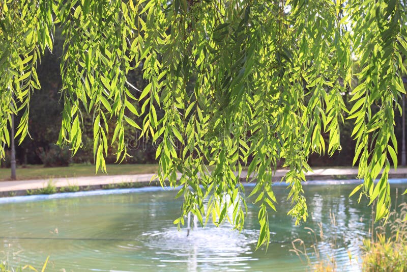 Branches of a Weeping Willow Tree Hanging Stock Image - Image of shrub ...